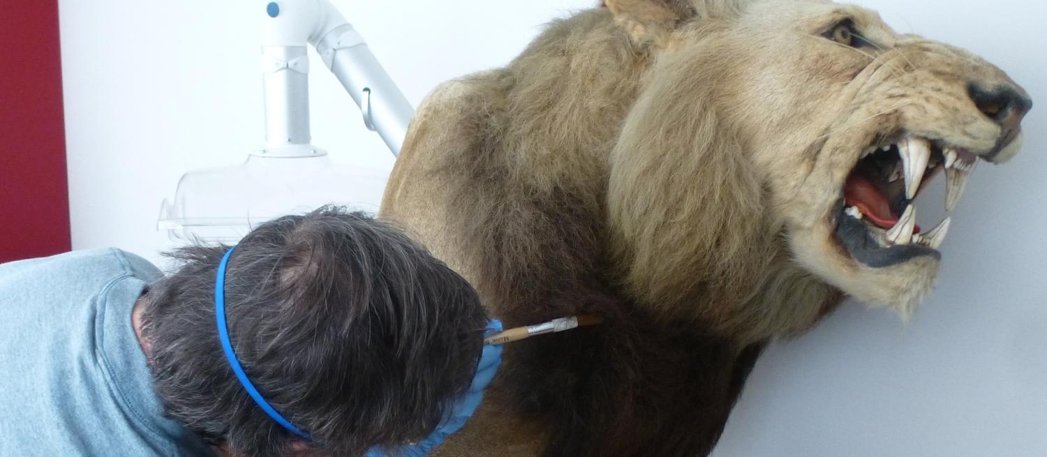 What is conservation? | St Albans Museums